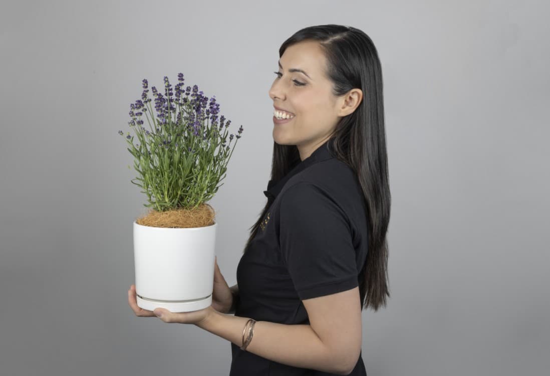 Interflora Home – Shop Indoor Plants Online | Interflora™